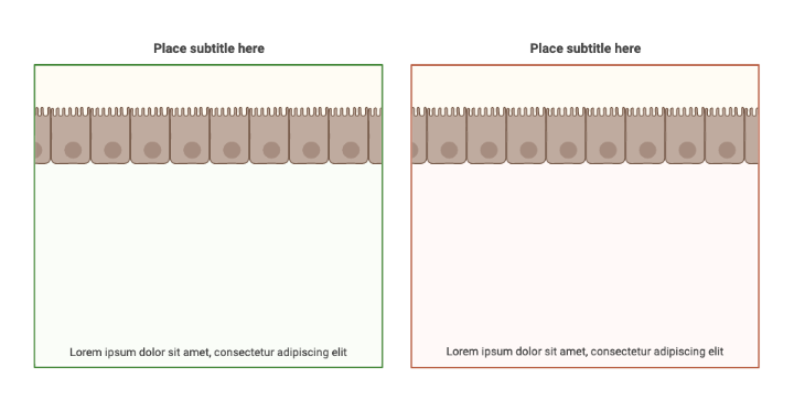 Compare and Contrast Layout - Epithelium | BioRender Science Templates