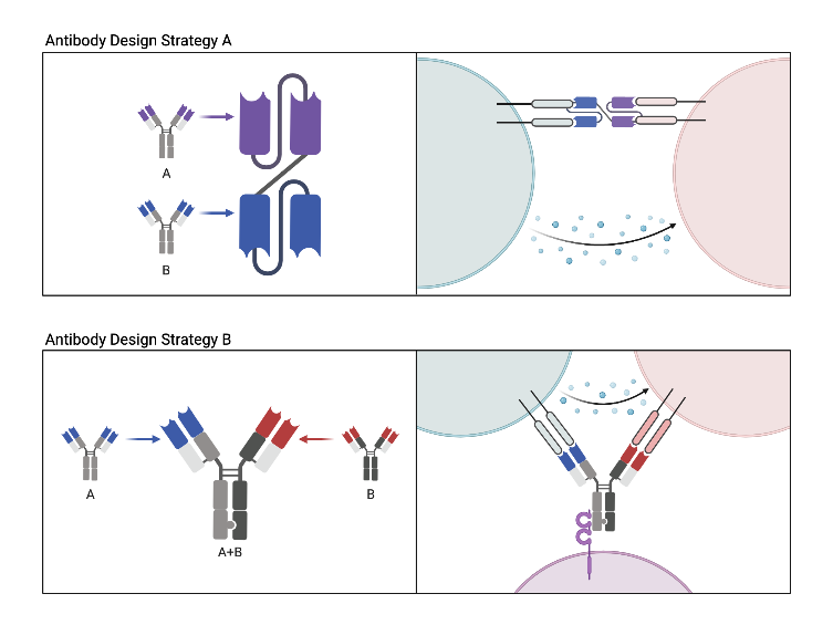 Antibody Design (Layout) | BioRender Science Templates