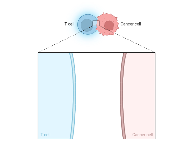Interaction between T Cell and Cancer Cell with Callout (Layout ...