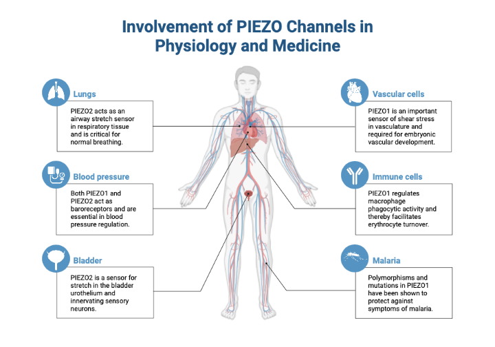Involvement of PIEZO Channels in Physiology and Medicine | BioRender ...