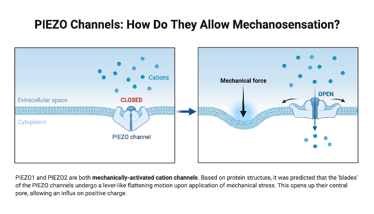 PIEZO Channels: How Do They Allow Mechanosensation? | BioRender Science ...