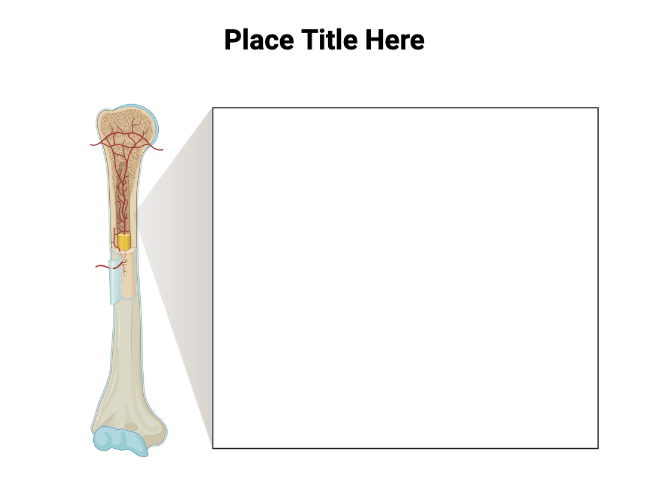 Bone with Callout (Layout) | BioRender Science Templates