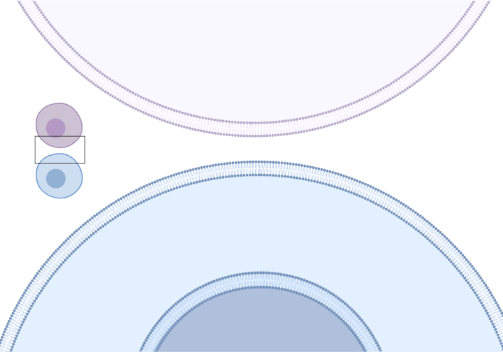 2 Cell Interaction (Phospholipid Membrane) | BioRender Science Templates