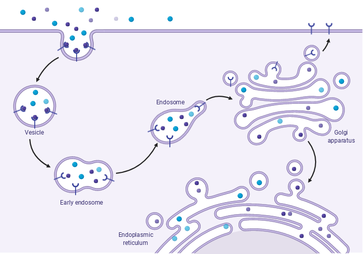 Generic Endocytic Pathway | BioRender Science Templates