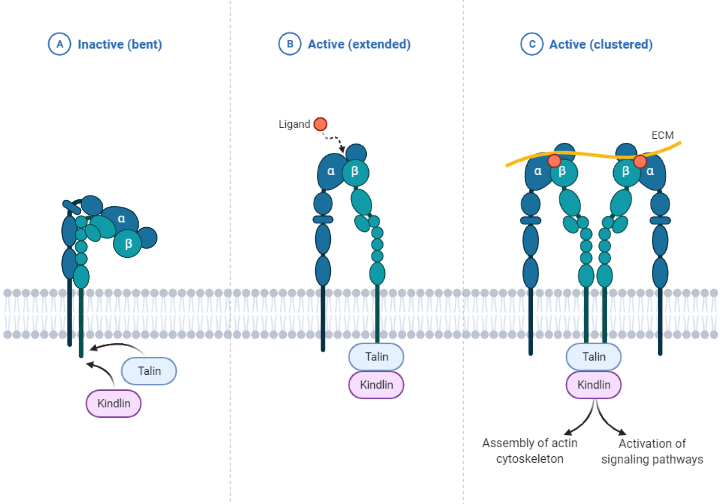 Integrin Structure and Activation | BioRender Science Templates