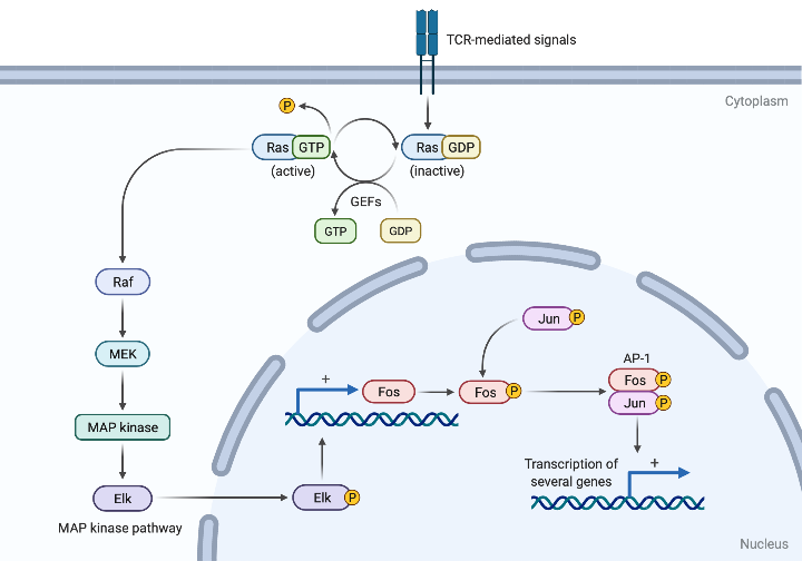 Ras Activation Biorender Science Templates