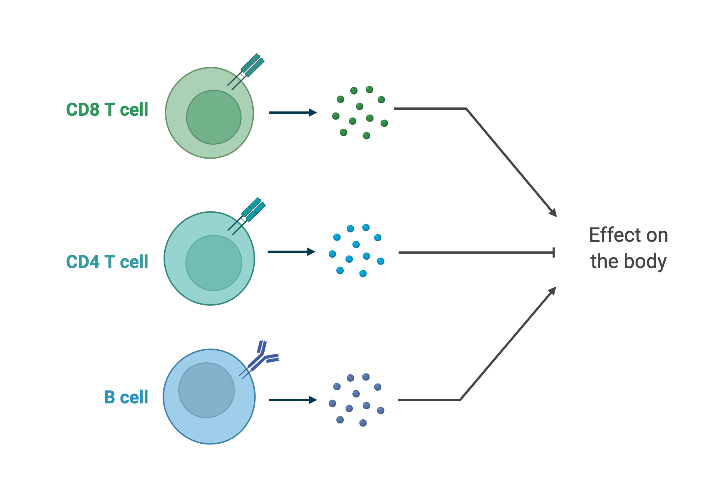 Comparing Immune Reaction Pathways Biorender Science Templates