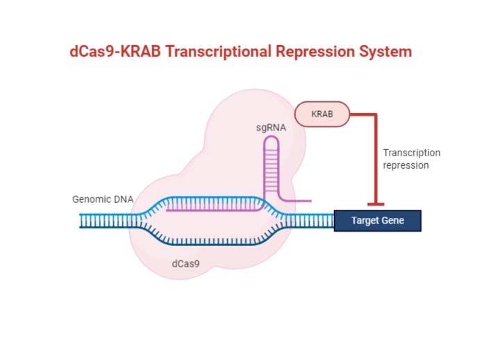 dCas9-KRAB Transcriptional Repression System | BioRender Science Templates