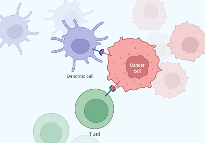 Cancer Cell, DC, and T-cell Interaction | BioRender Science Templates