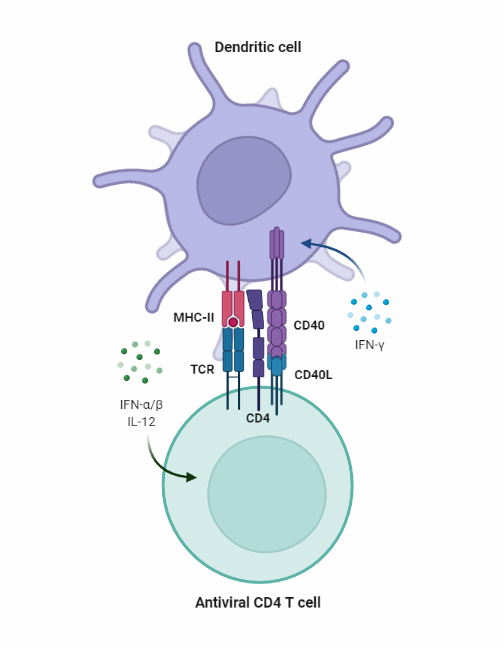 Antiviral CD4 T-cell and Dendritic Cell | BioRender Science Templates