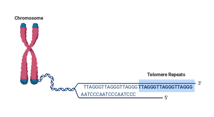 Telomere Repeats | BioRender Science Templates