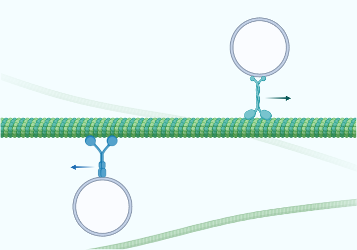 Microtubule Motor Proteins | BioRender Science Templates
