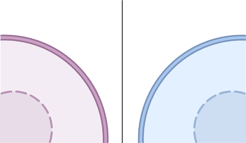 Intracellular Comparison (Quarter Circle) | BioRender Science Templates