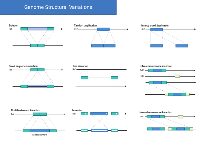 Genome Structural Variations | BioRender Science Templates