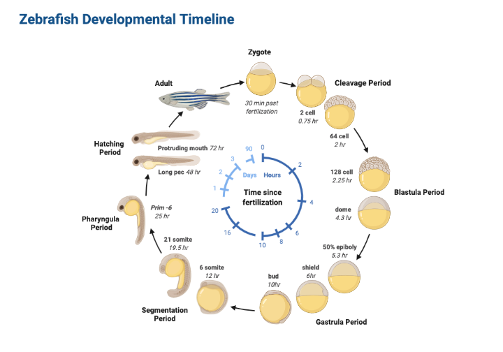 Zebrafish Developmental Timeline BioRender Science Templates