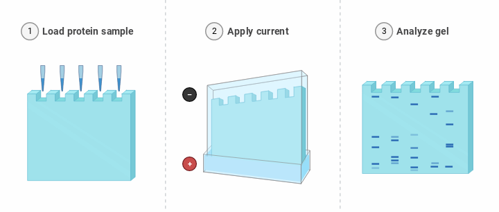Gel Electrophoresis (Vertical) | BioRender Science Templates