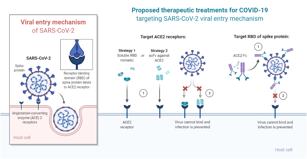 Proposed Therapeutic Treatments for COVID-19 Targeting Viral Entry Mechanism | BioRender Science ...