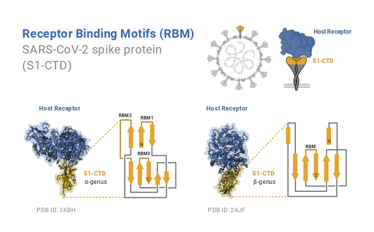 Sars Cov 2 Spike Protein S1 Ctd Receptor Binding Motifs Biorender