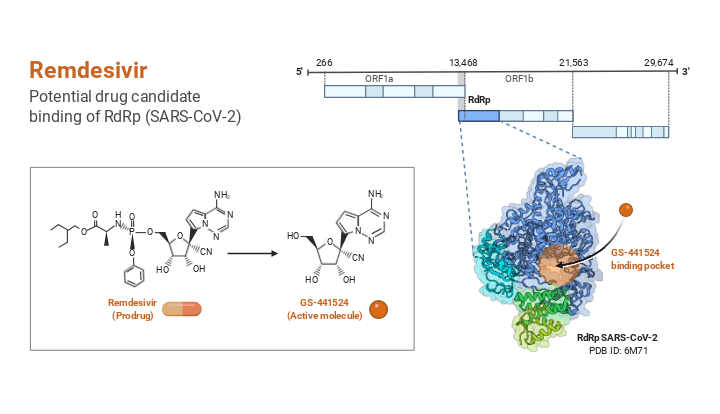 Remdesivir Active Molecule Interaction With Sars Cov 2 Rdrp Biorender