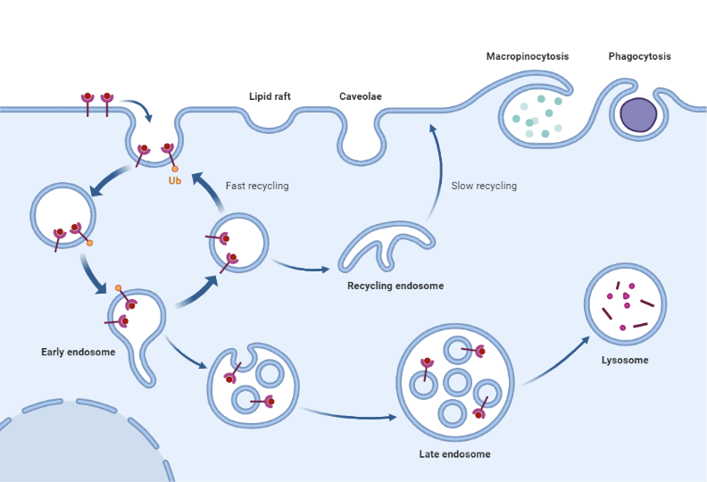 Endocytic Pathway with Macropinocytosis and Phagocytosis | BioRender ...