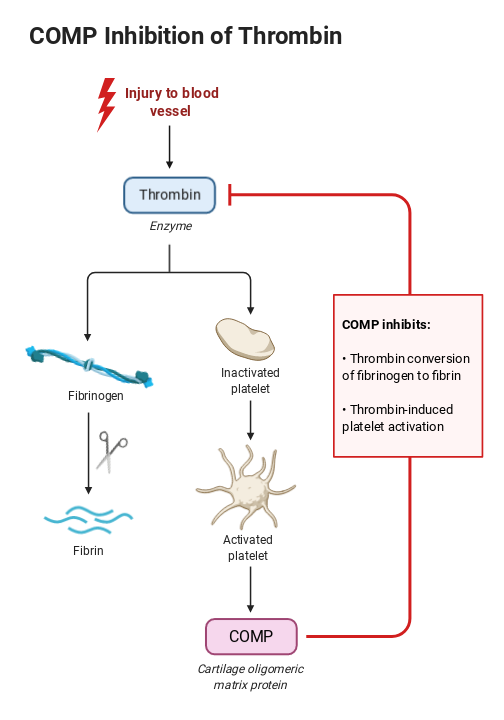 COMP Inhibition of Thrombin (Vertical) | BioRender Science Templates