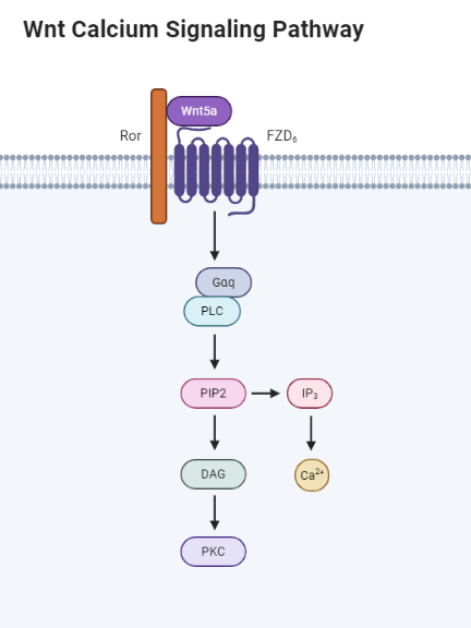 Wnt Calcium Signaling Pathway | BioRender Science Templates