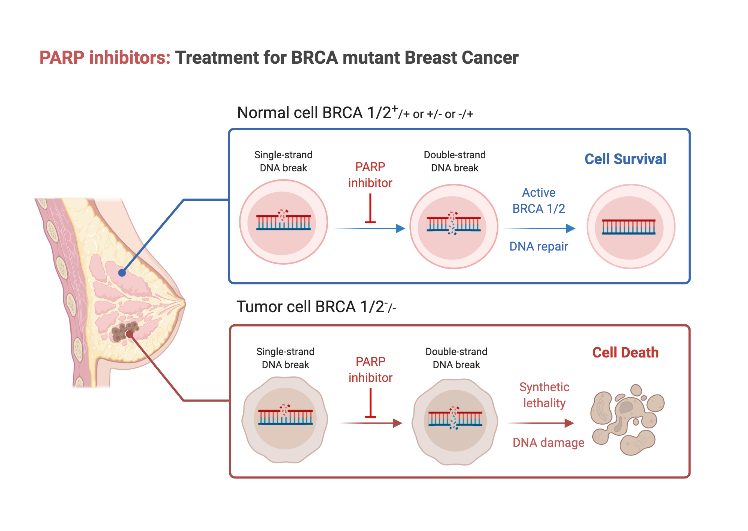PARP Inhibitors: Treatment For BRCA Mutant Breast Cancer | BioRender ...