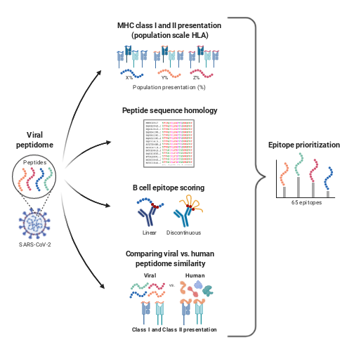 Peptide Ranking Workflow for Vaccine Development | BioRender Science ...