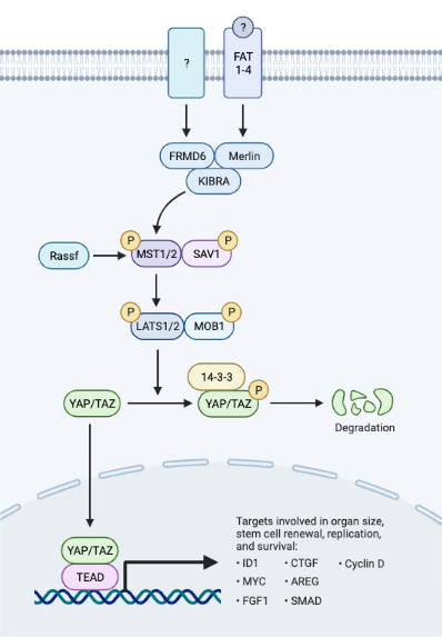 Hippo Pathway in Mammals | BioRender Science Templates