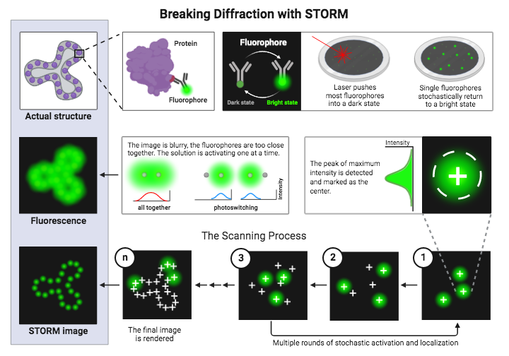 How To Break The Diffraction Limit With Storm Biorender Science Templates