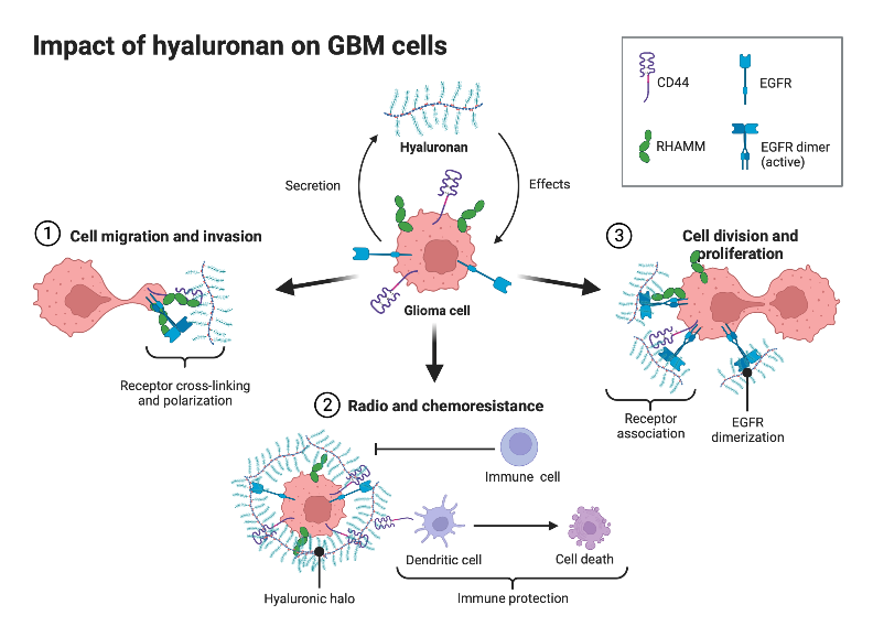 Impact of Hyaluronan on GBM Cells | BioRender Science Templates