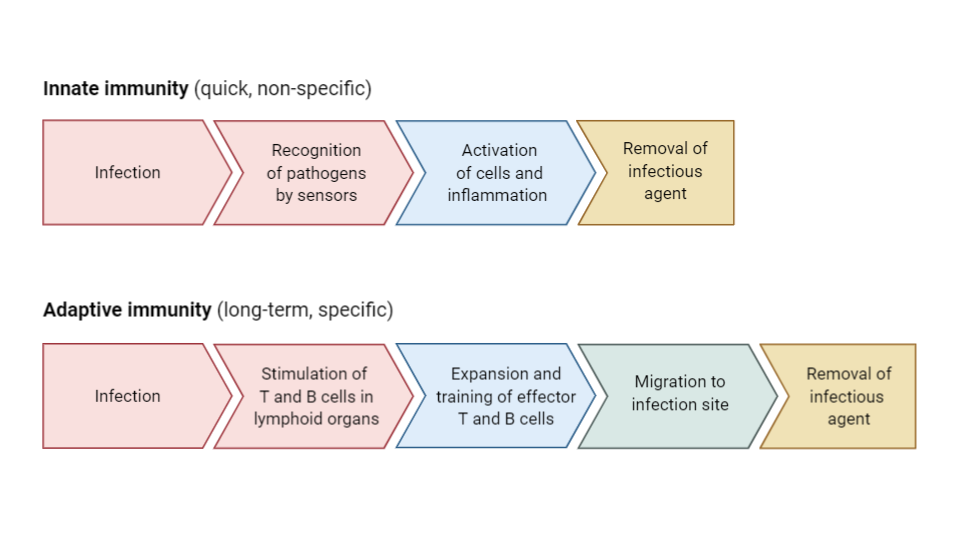 Innate and Adaptive Immunity | BioRender Science Templates