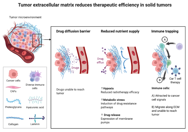 Tumor Extracellular Matrix Reduces Therapeutic Efficiency in Solid ...