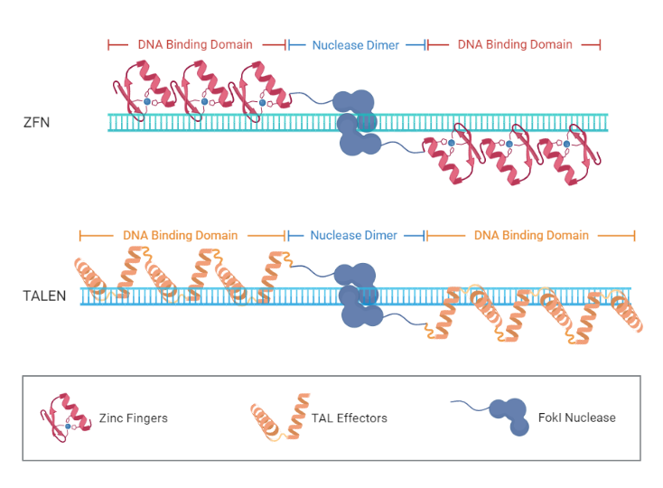 ZFN and TALEN Nucleases for Gene Editing | BioRender Science Templates