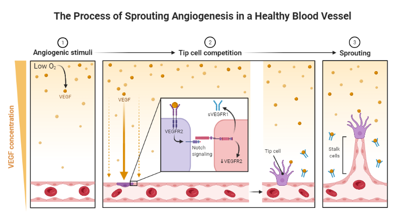 The Process of Sprouting Angiogenesis in a Healthy Blood Vessel ...