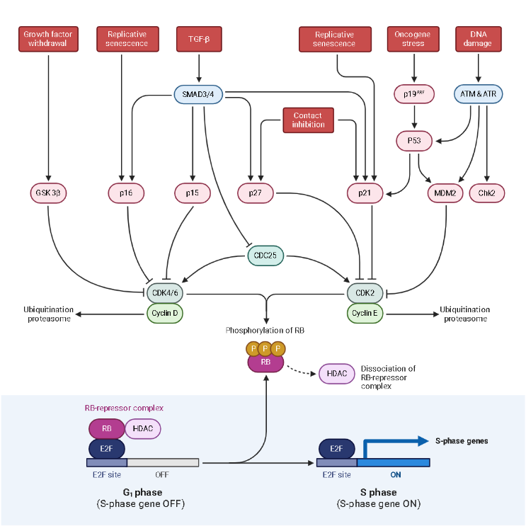 G1/S Checkpoint | BioRender Science Templates