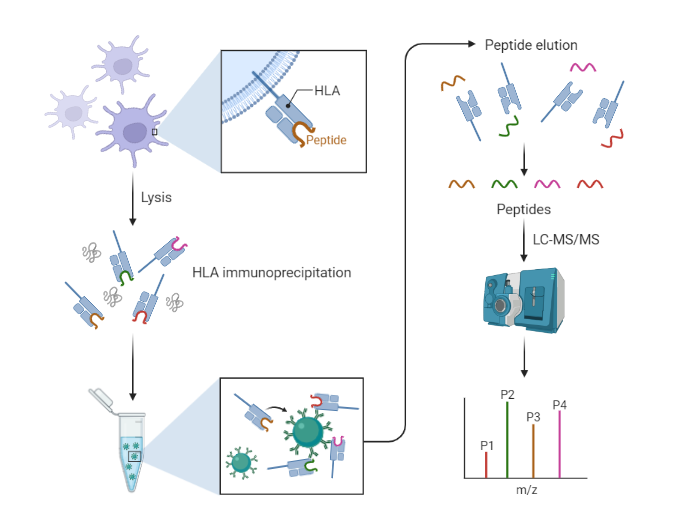 MHC Immunoaffinity Assay | BioRender Science Templates