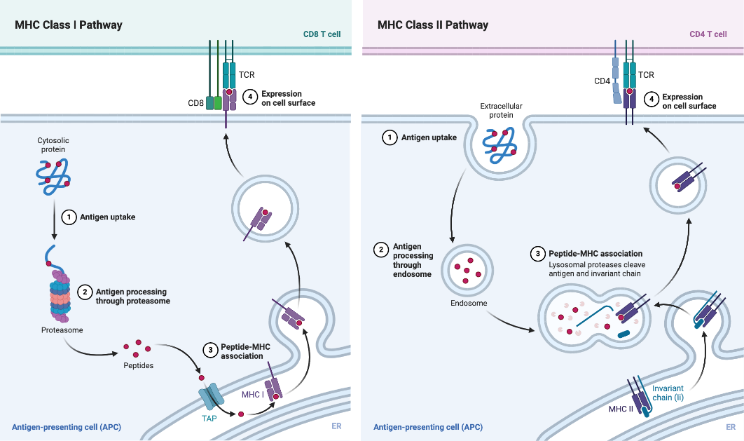 MHC Class I and II Pathways | BioRender Science Templates