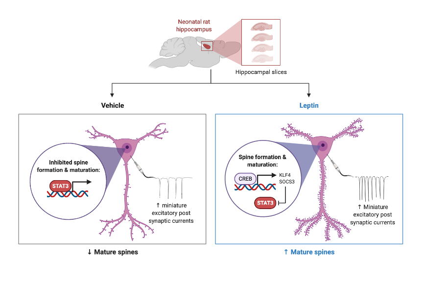 Leptin Stimulates Synaptogenesis in Hippocampal Neurons via KLF4 and ...