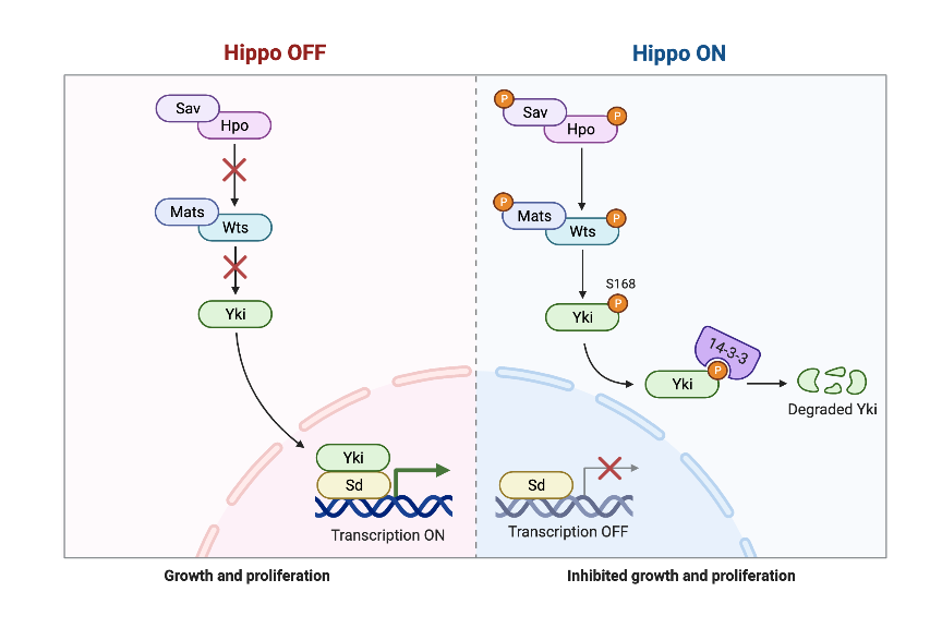 The Hippo Tumor-suppressor Pathway | BioRender Science Templates