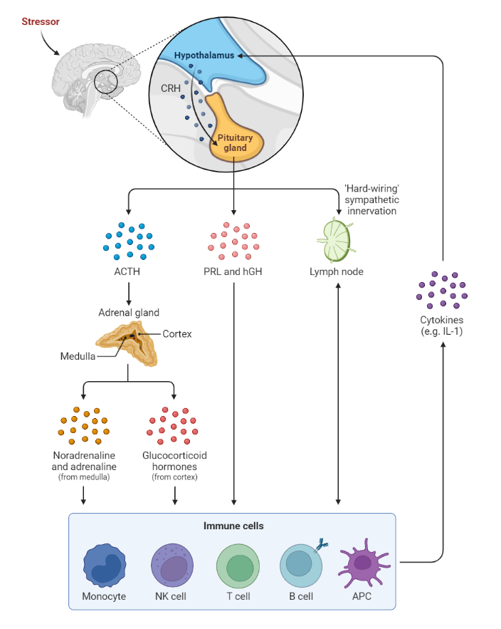 Stress-associated Modulation of the Hormone and Immune Response by CNS ...
