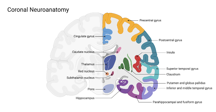 Coronal Neuroanatomy | BioRender Science Templates