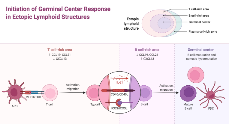 Initiation of Germinal Center Response in Ectopic Lymphoid Structures ...