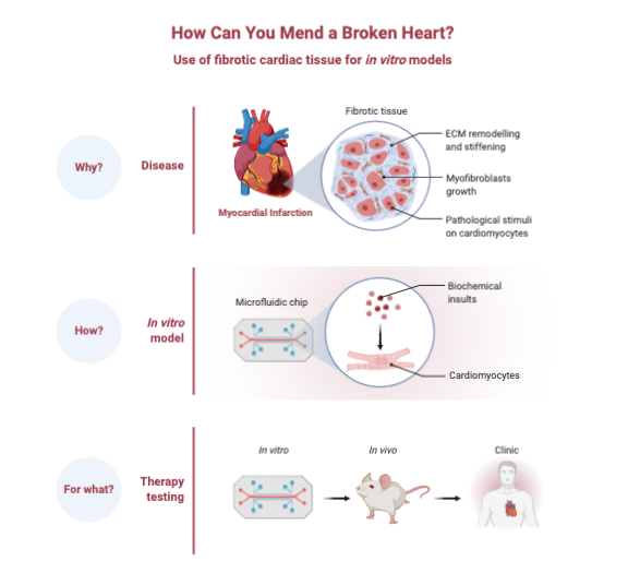 Fibrotic Heart In Vitro Modelling | BioRender Science Templates