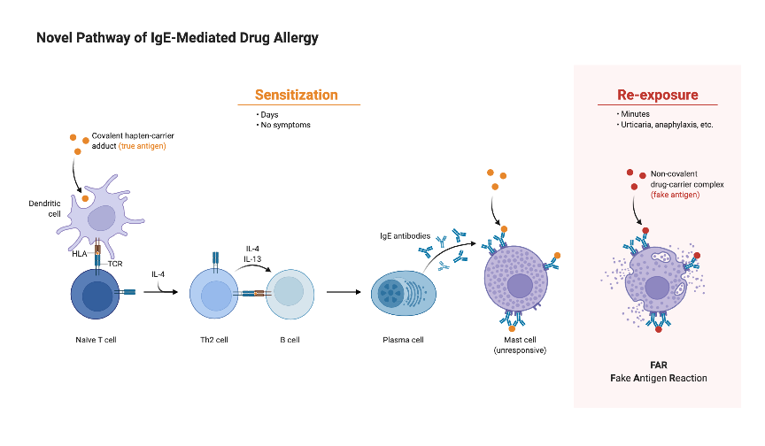 Novel Pathway of IgE-Mediated Drug Allergy | BioRender Science Templates