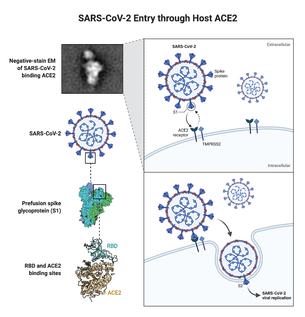 SARS-CoV-2 Targeting of ACE2 Receptor and Entry in Infected Cell ...