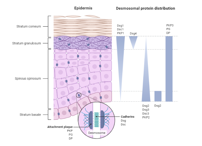 Desmosomal Protein Distribution in the Epidermis | BioRender Science ...