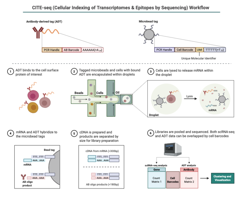 CITE-seq (Cellular Indexing of Transcriptomes & Epitopes by Sequencing) Workflow | BioRender ...