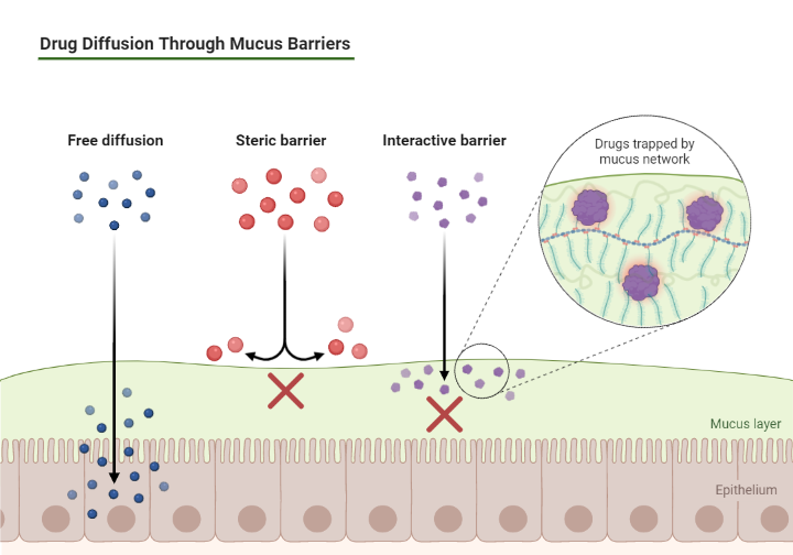 Drug Diffusion Through Mucus Barriers | BioRender Science Templates