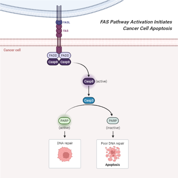 FAS Pathway Activation Initiates Cancer Cell Apoptosis | BioRender ...